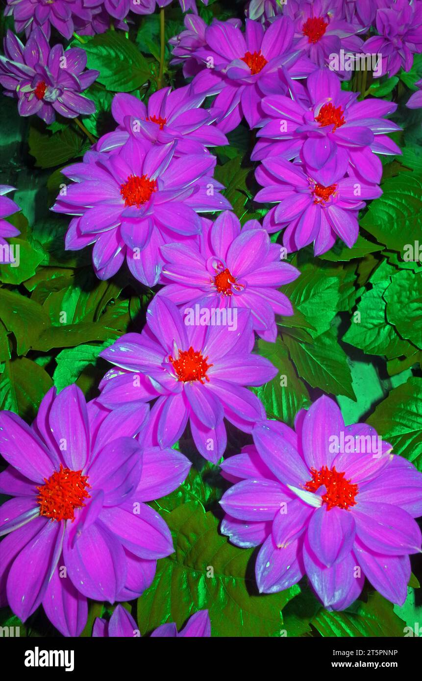 Flower portrait (Digital processing Stock Photo - Alamy