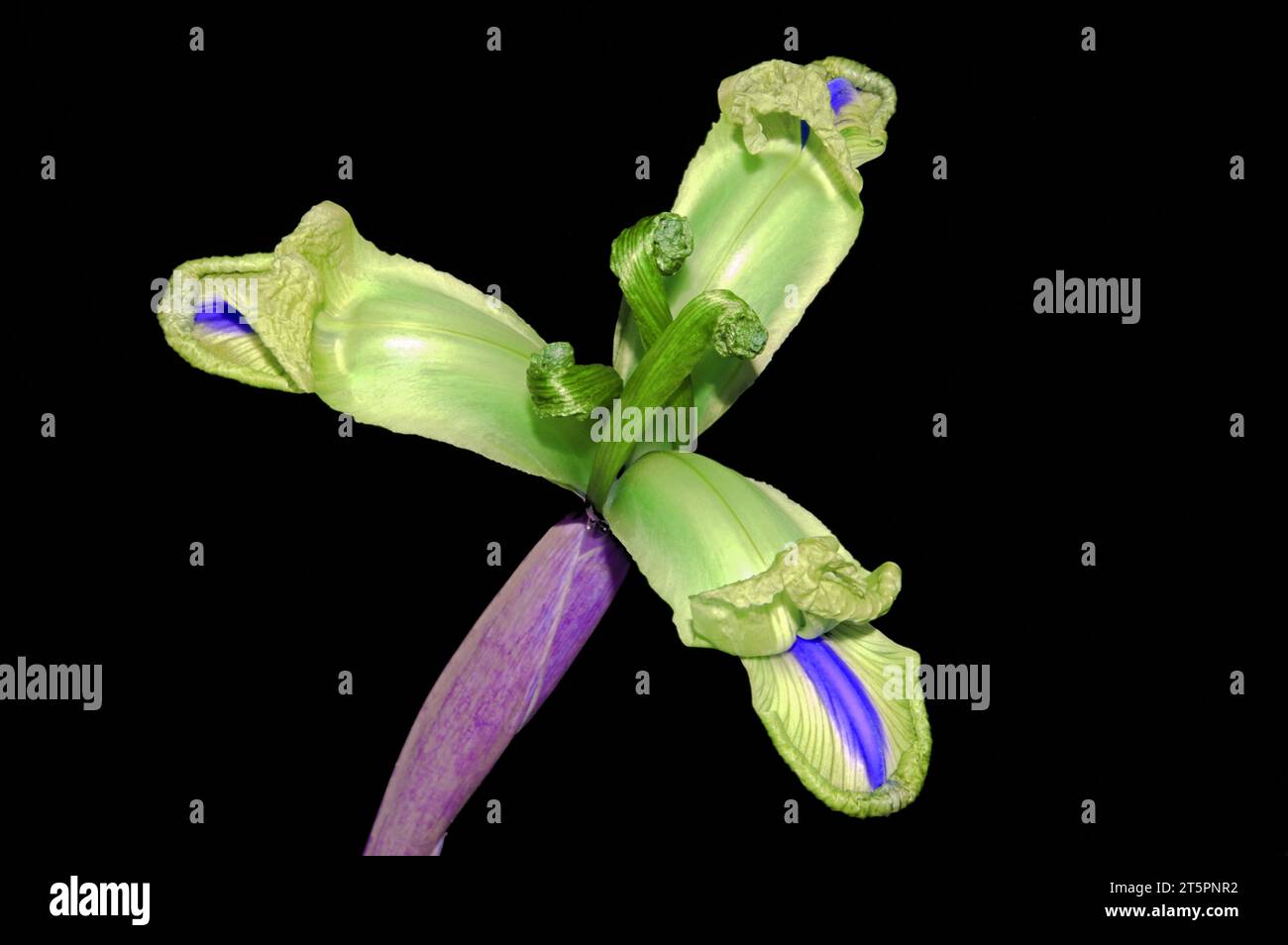 Flower processing hi-res stock photography and images - Alamy