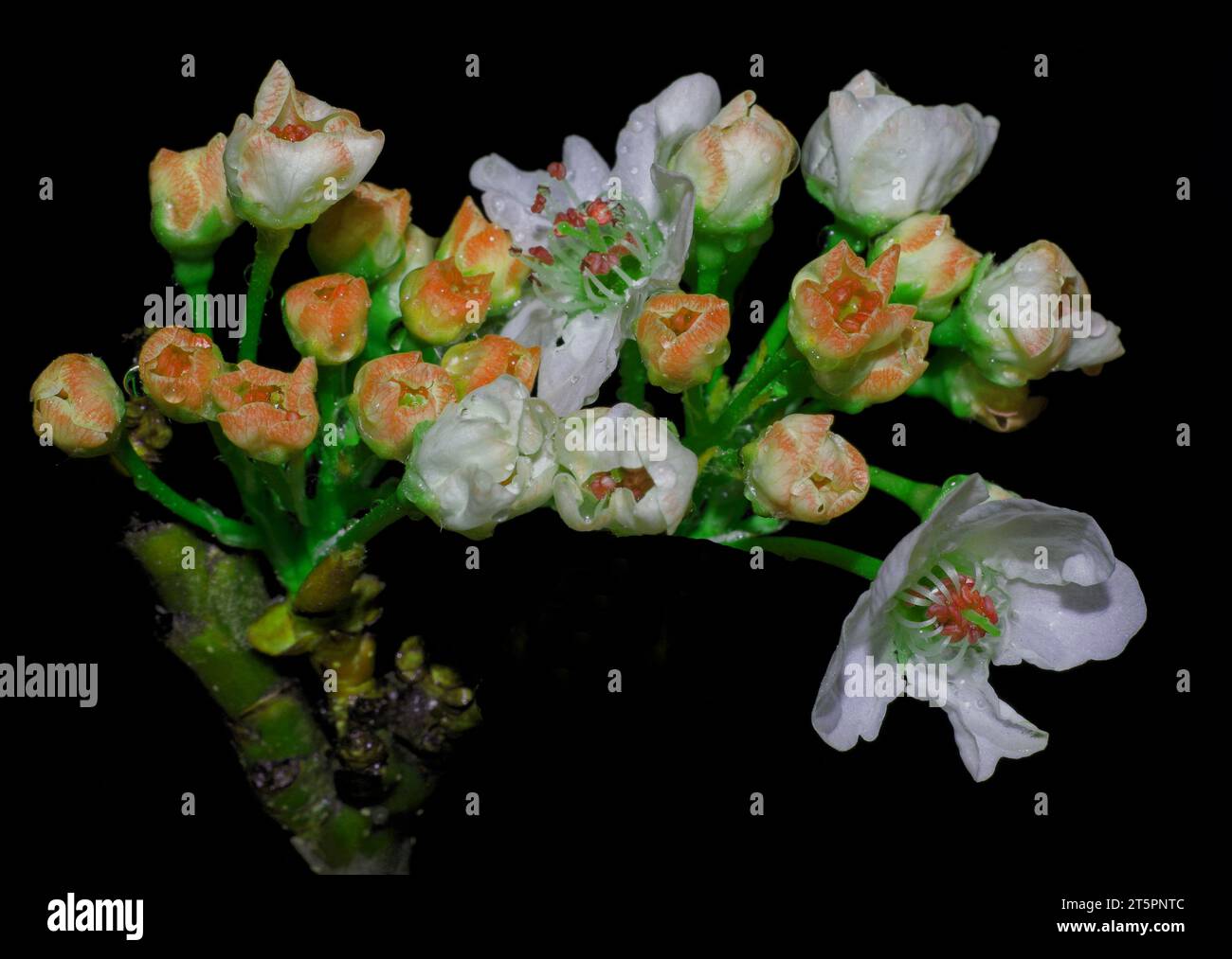 Flower processing hi-res stock photography and images - Alamy