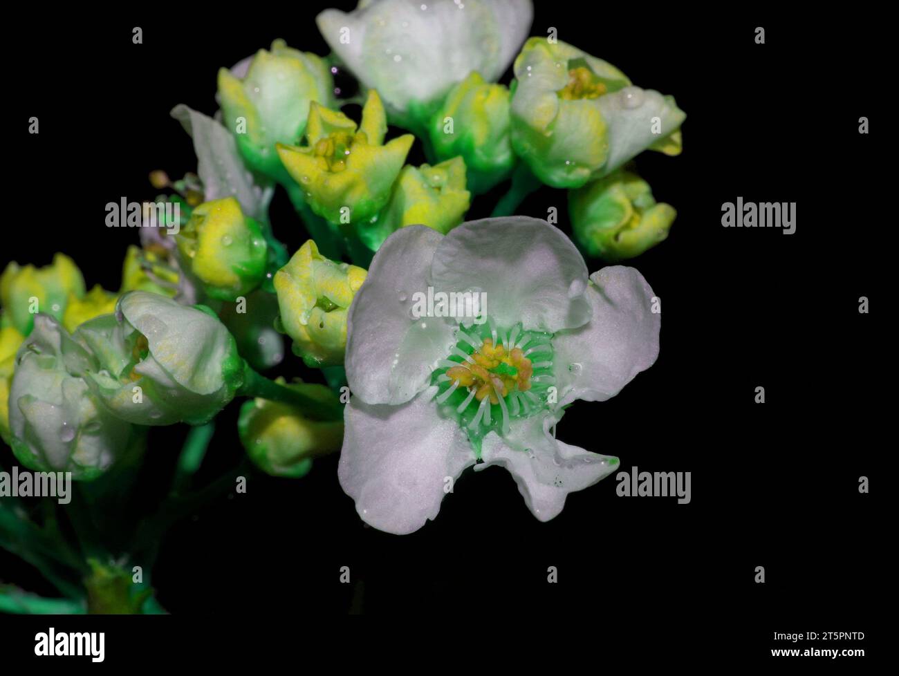 Flower processing hi-res stock photography and images - Alamy