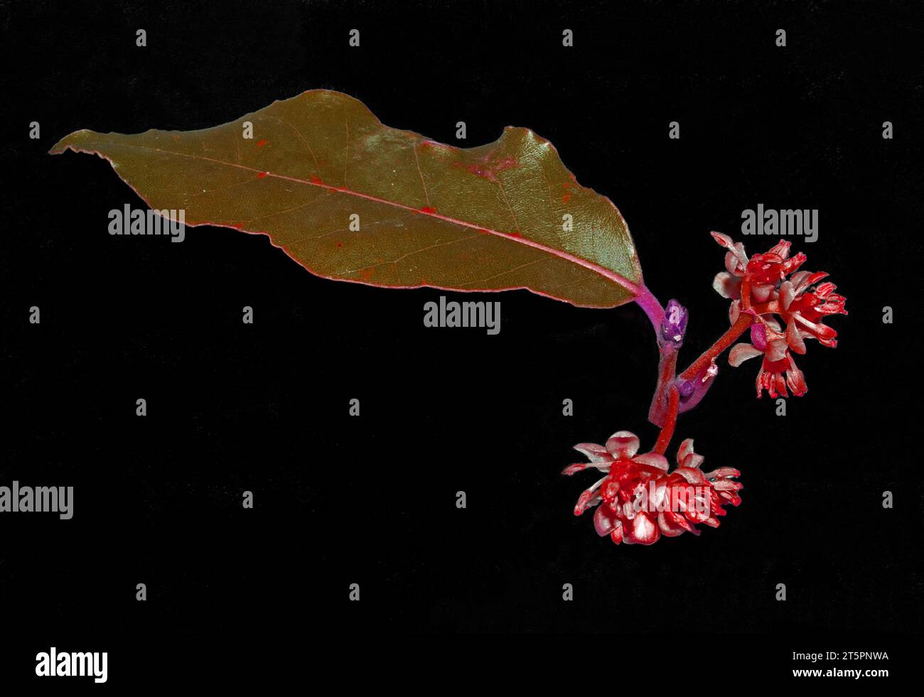 Laurel flowering close-up (Digital processing Stock Photo - Alamy