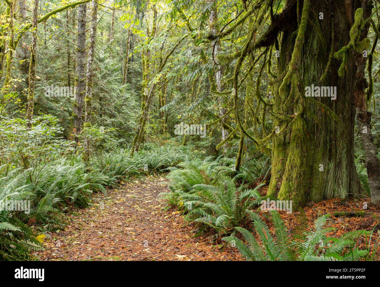 Cedar Grove Trail in Roche Cove Regional Park in Sooke, British ...