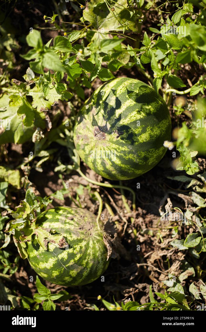 Two ripe watermelons grow in the field Stock Photo - Alamy
