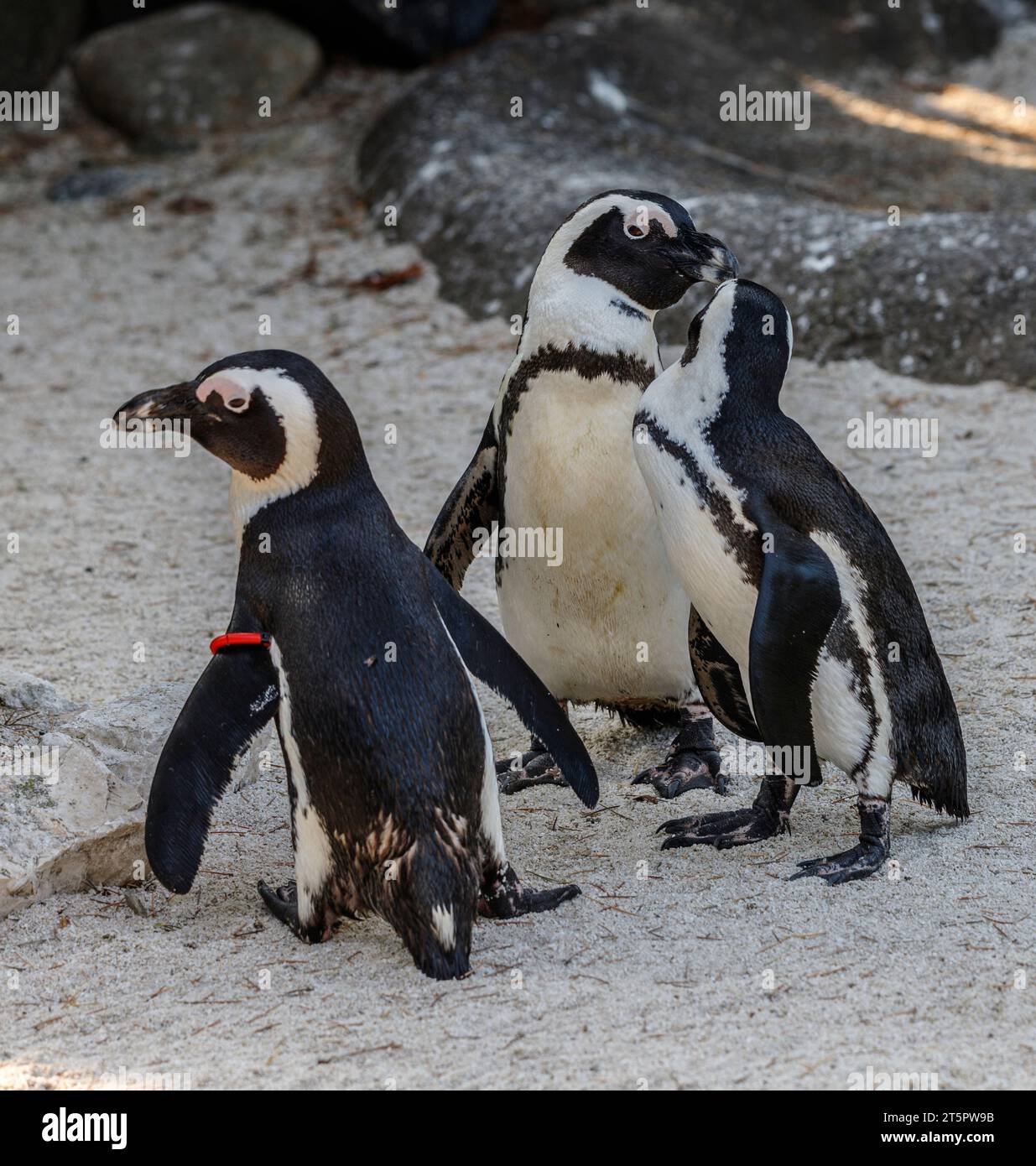 African penguin (Spheniscus demersus), also known as Cape penguin or ...