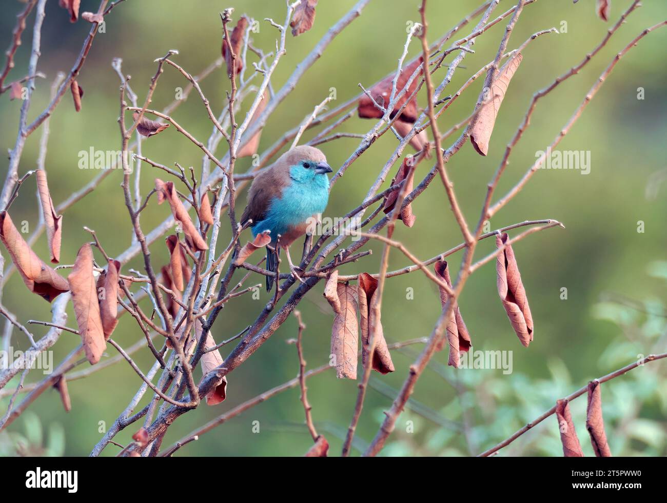 Blue waxbill, Angola-Schmetterlingsfink, Cordonbleu d'Angola ...