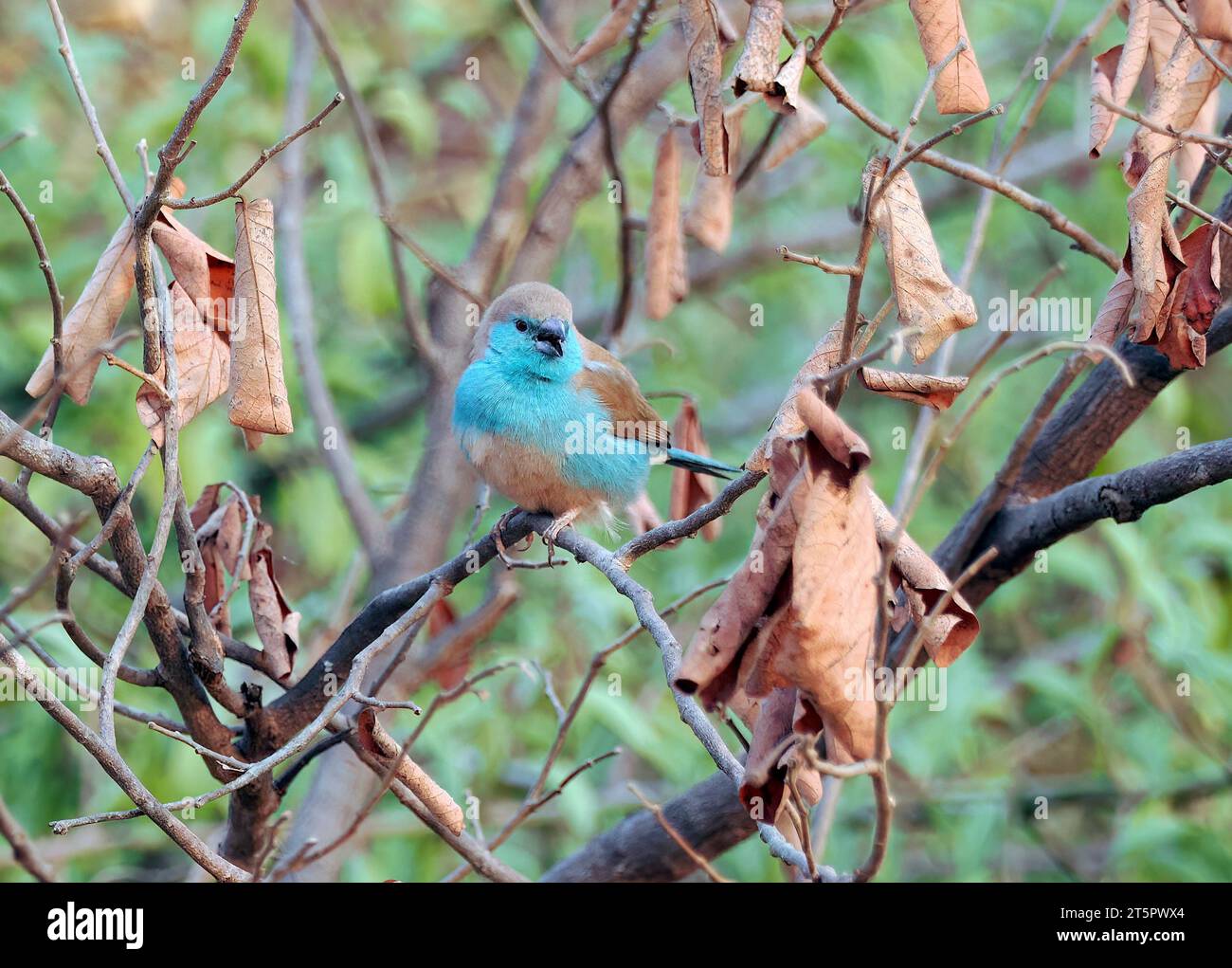 Pillangopinty hi-res stock photography and images - Alamy