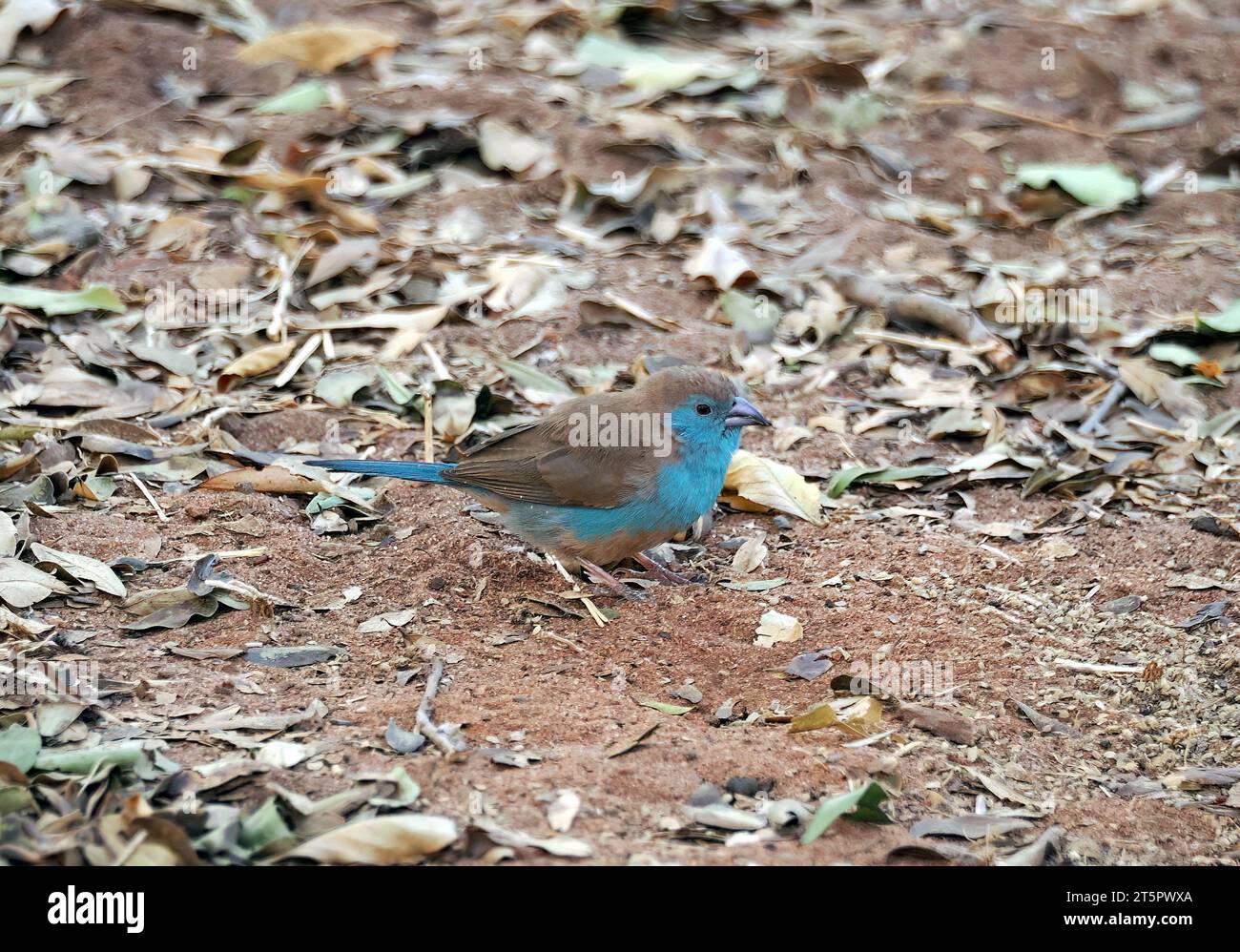 Blue waxbill, Angola-Schmetterlingsfink, Cordonbleu d'Angola ...