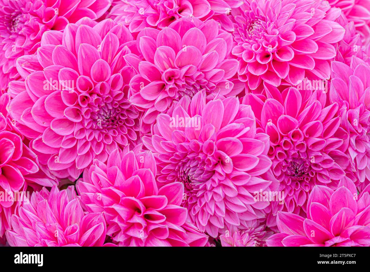 the most beautiful colour in autumn is pink Stock Photo - Alamy