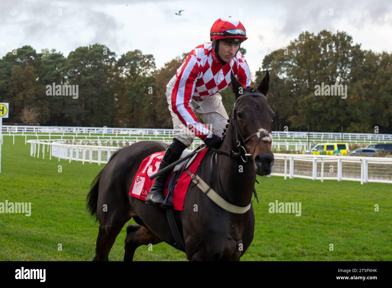 Alexandra dunn horses hi-res stock photography and images - Alamy