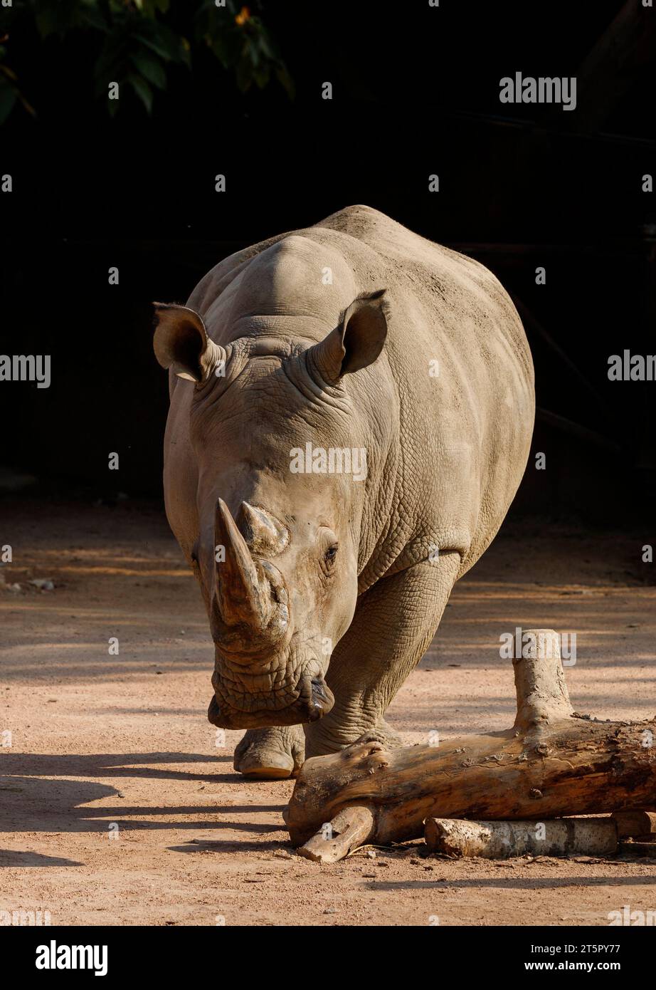 Ceratotherium simum (family: Rhinocerotidae) in a zoo. Common names ...