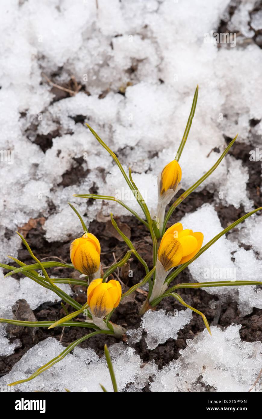Snowdrops in crocus meadow hi-res stock photography and images - Alamy