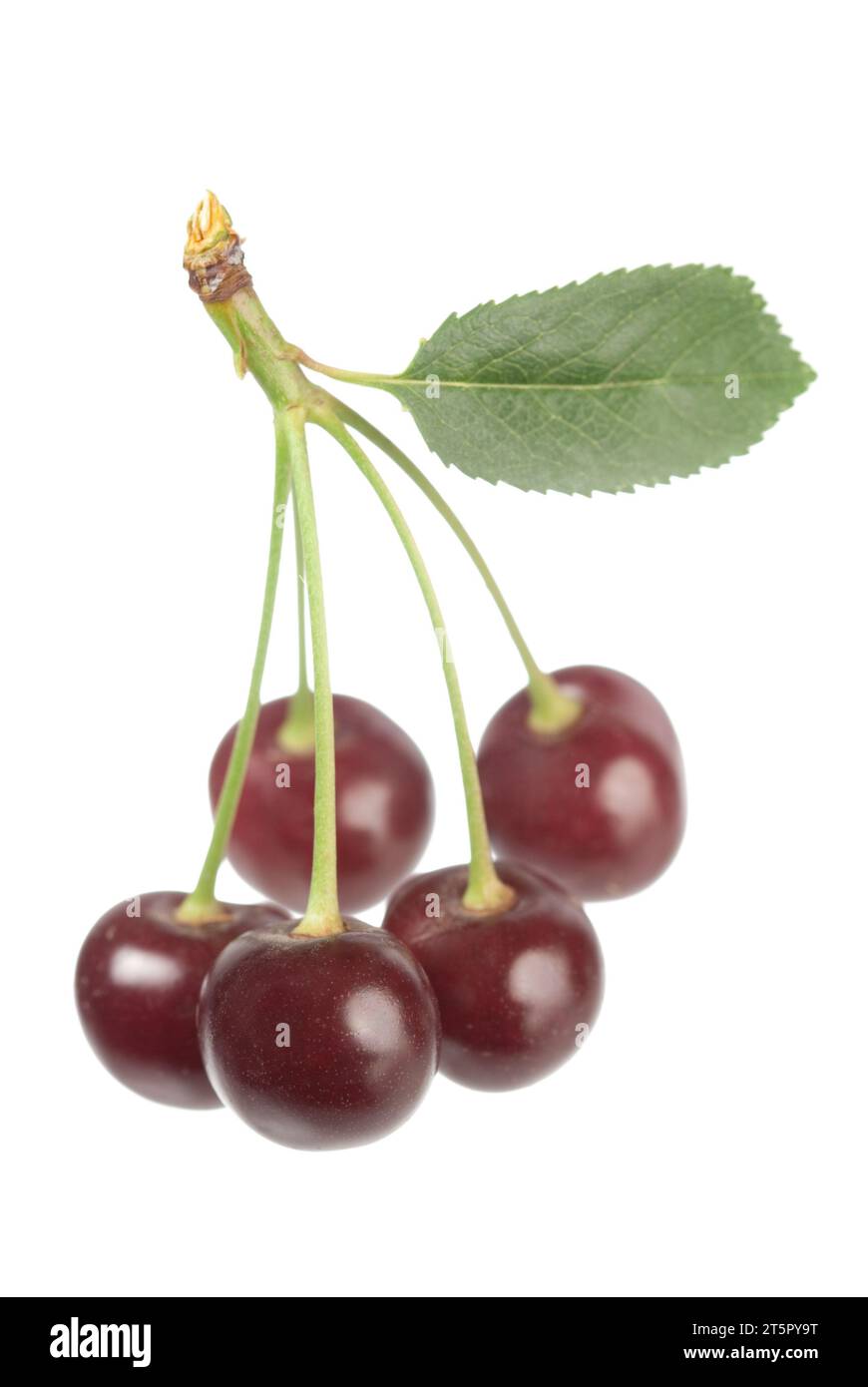Five cherries with a leaf on white Stock Photo - Alamy