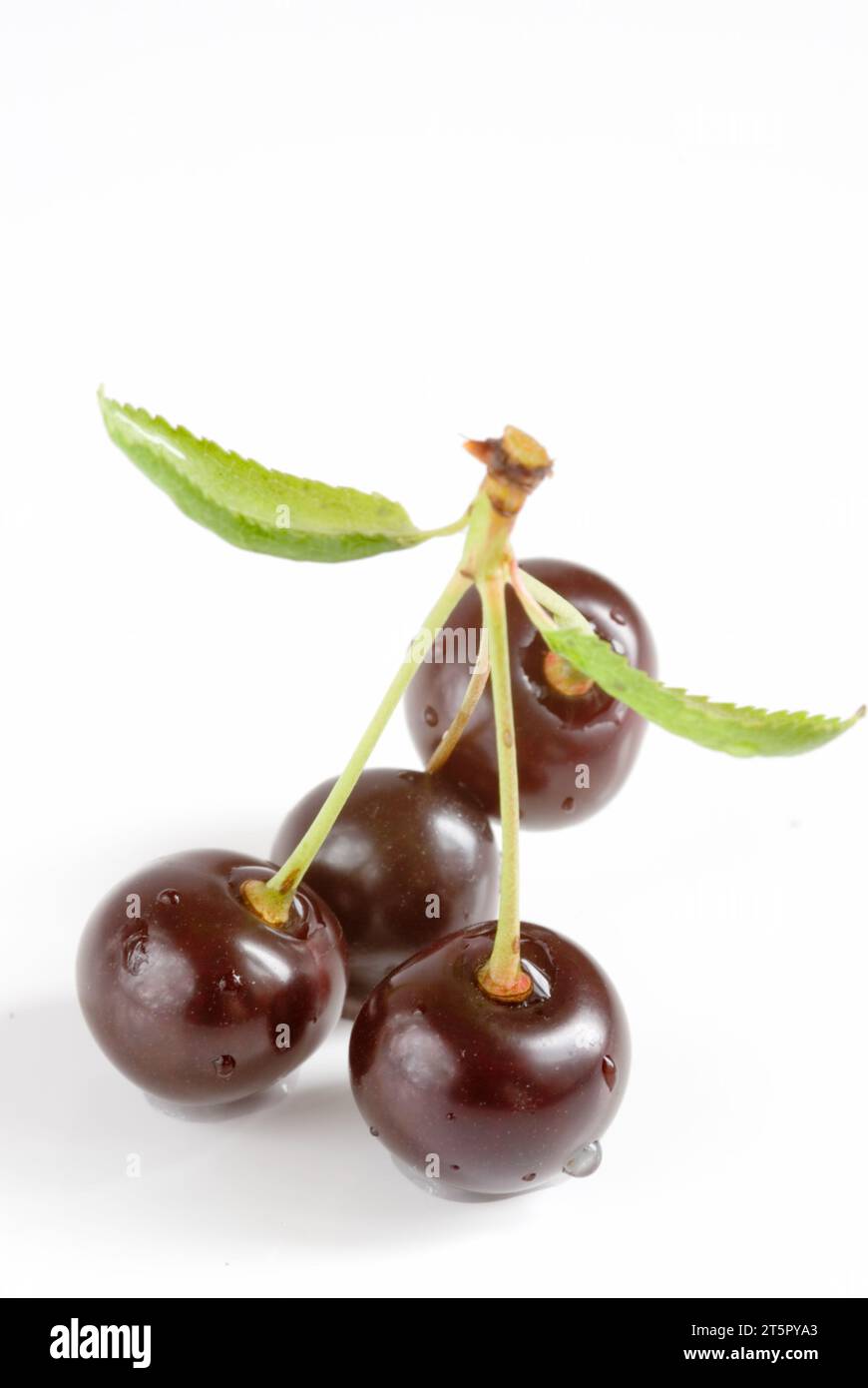 Washing ripe cherries close hi-res stock photography and images - Alamy