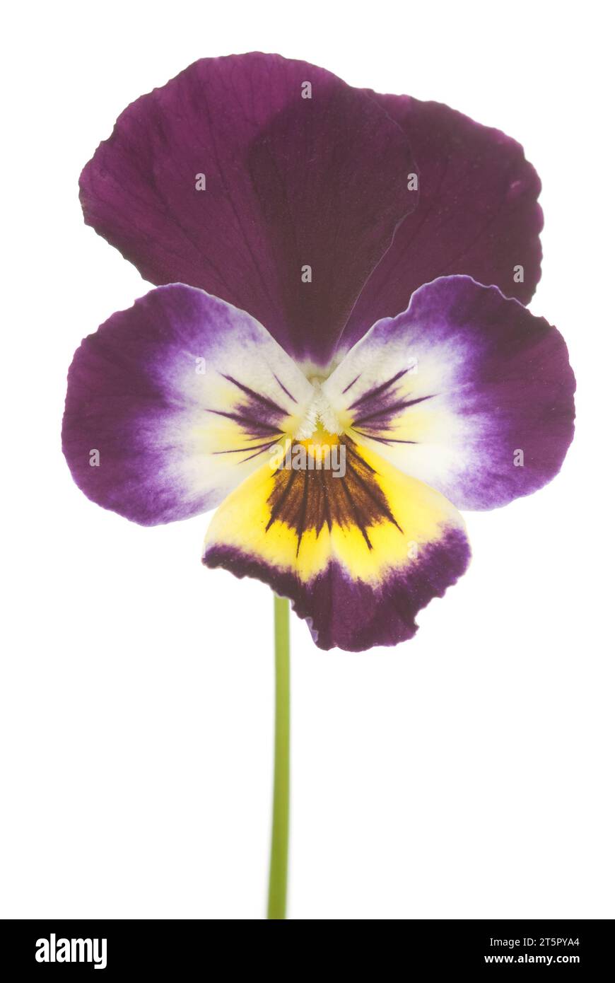 A single pansy flower isolated on white Stock Photo - Alamy