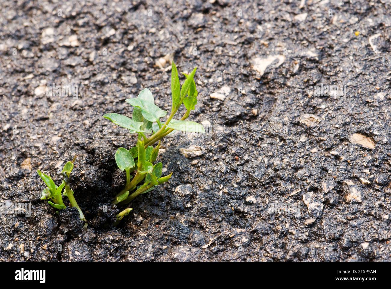 Green grass fighting its way through the asphalt Stock Photo - Alamy