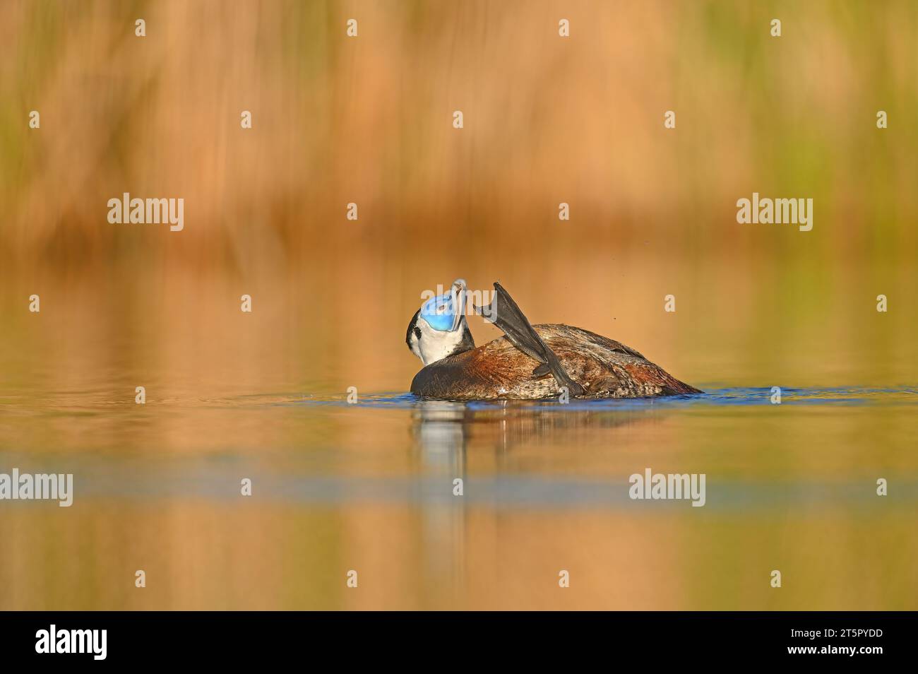 White-headed Duck (Oxyura leucocephala) being cleaned in a lake. Yellow ...