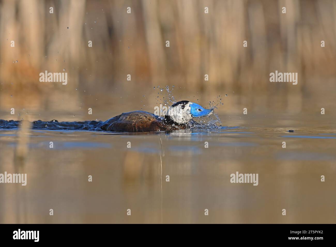 Male White-headed Duck (Oxyura leucocephala) swimming in a lake. Yellow ...
