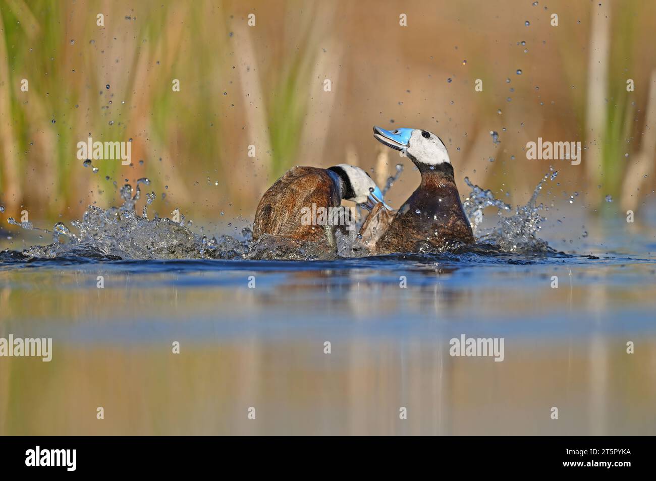 Two male White-headed Ducks (Oxyura leucocephala) fighting in a lake ...