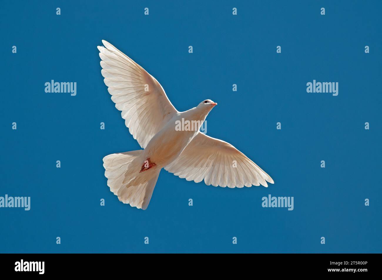 White peace dove flying free isolated on blue sky background Stock ...