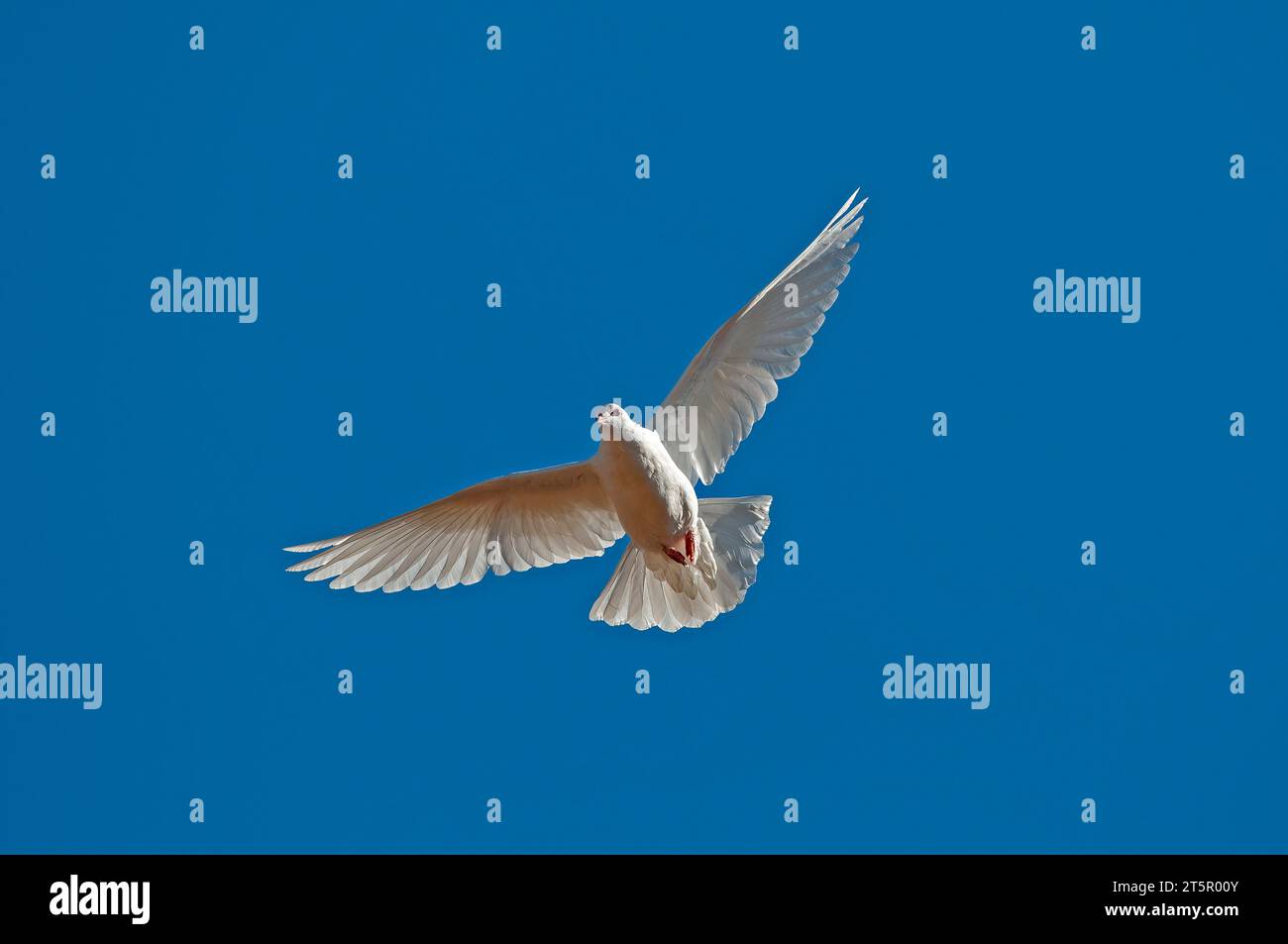White peace dove flying free isolated on blue sky background Stock ...