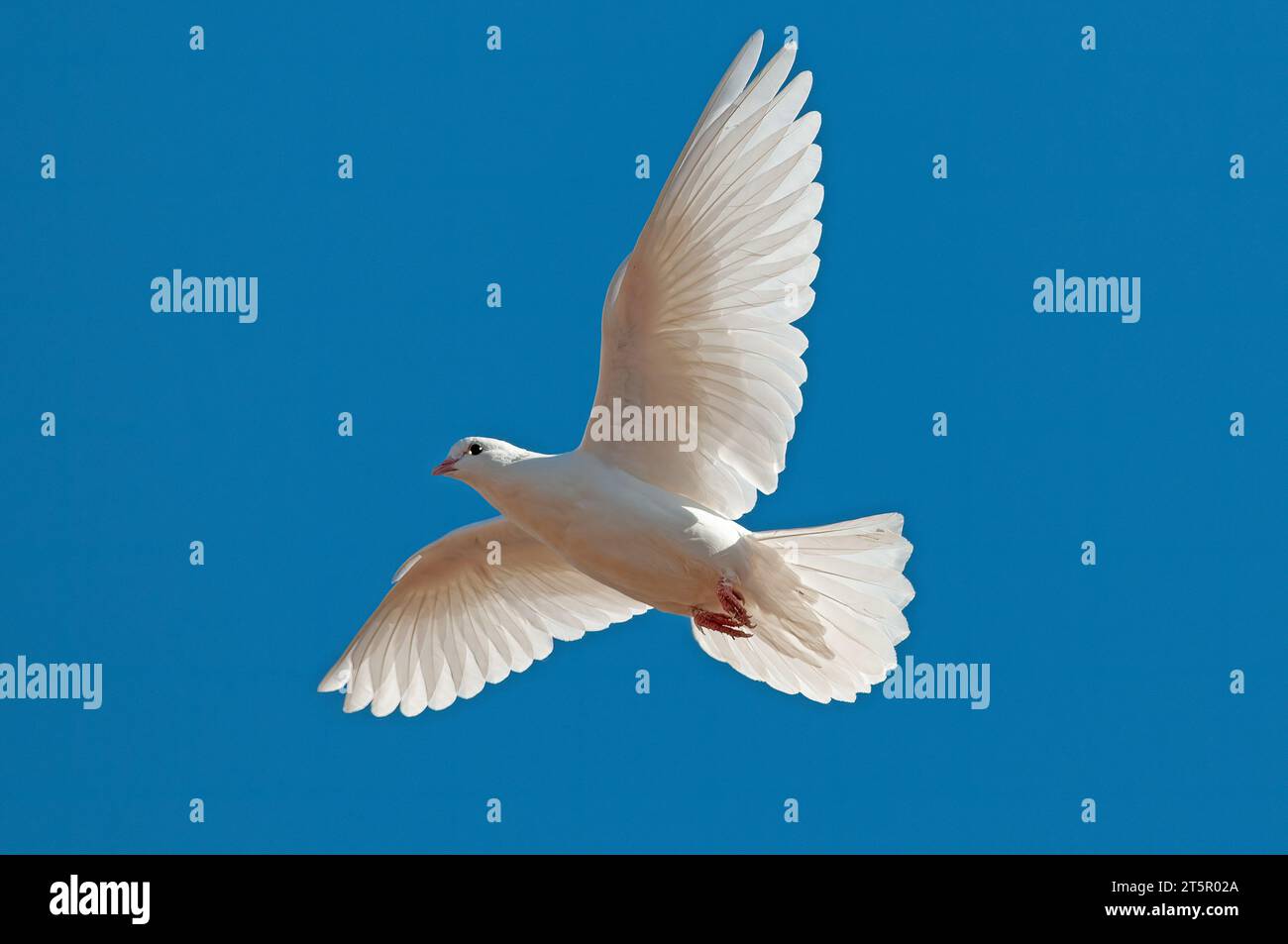 White peace dove flying free isolated on blue sky background Stock ...