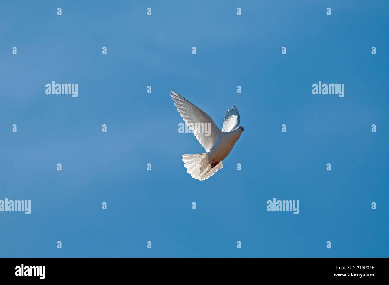 White peace dove flying free isolated on blue sky background Stock ...