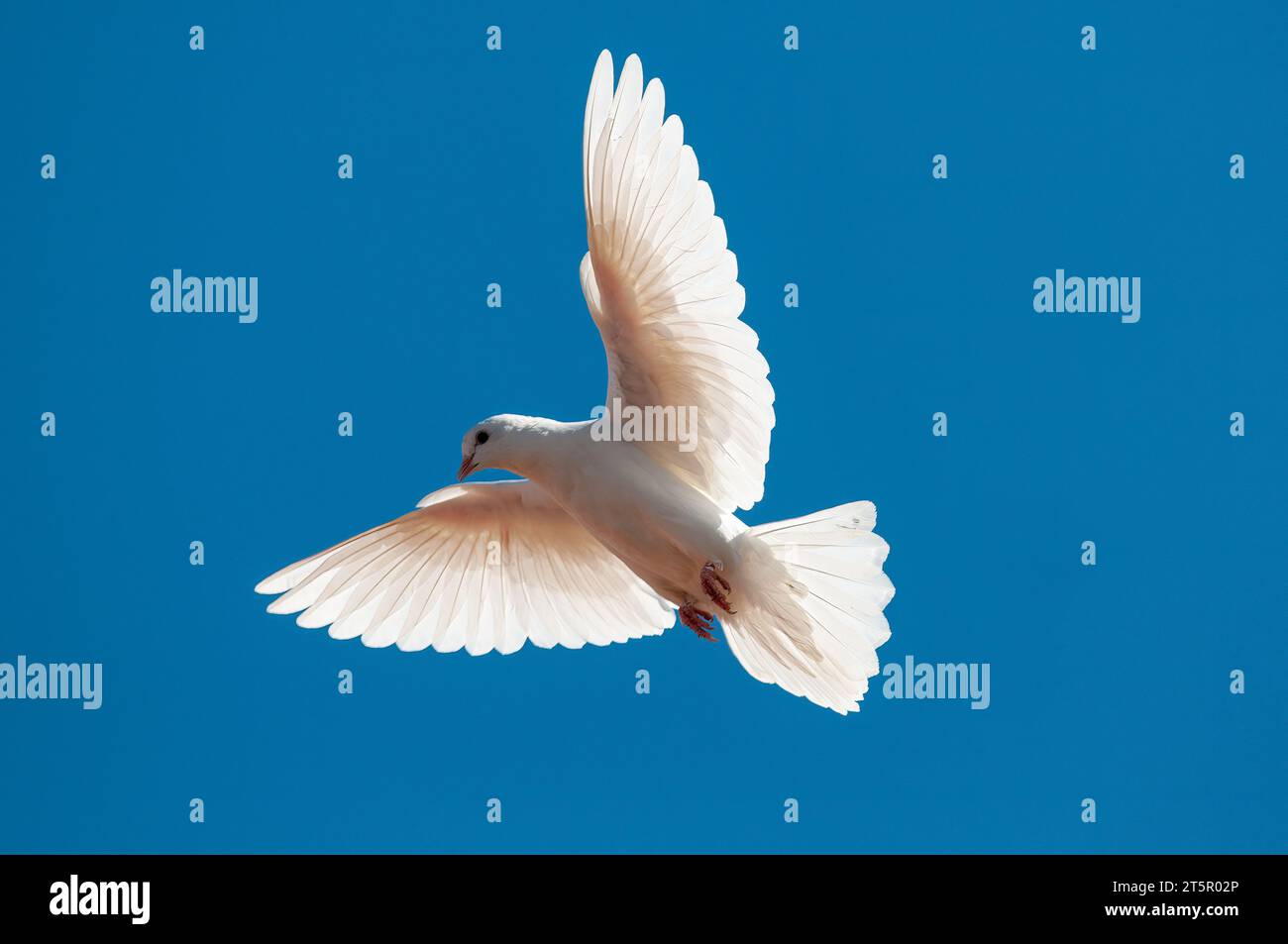 White peace dove flying free isolated on blue sky background Stock ...