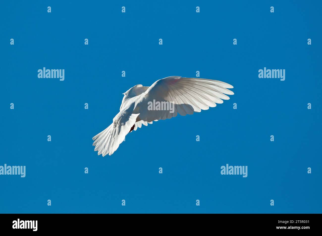 White peace dove flying free isolated on blue sky background Stock ...