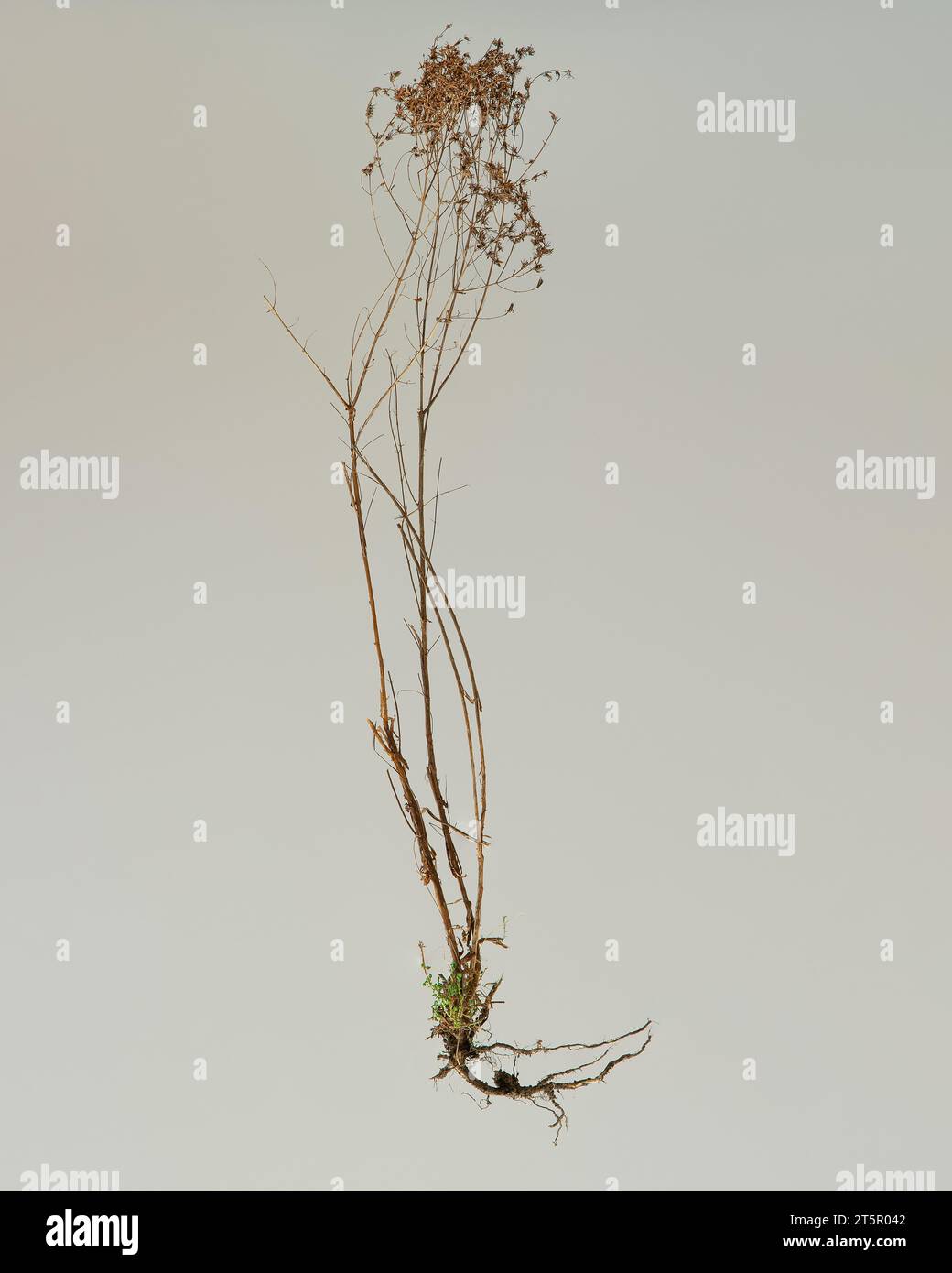 Sprawling roots hi-res stock photography and images - Alamy