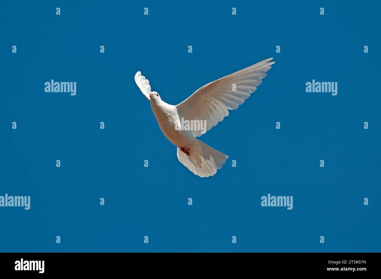 White peace dove flying free isolated on blue sky background Stock ...