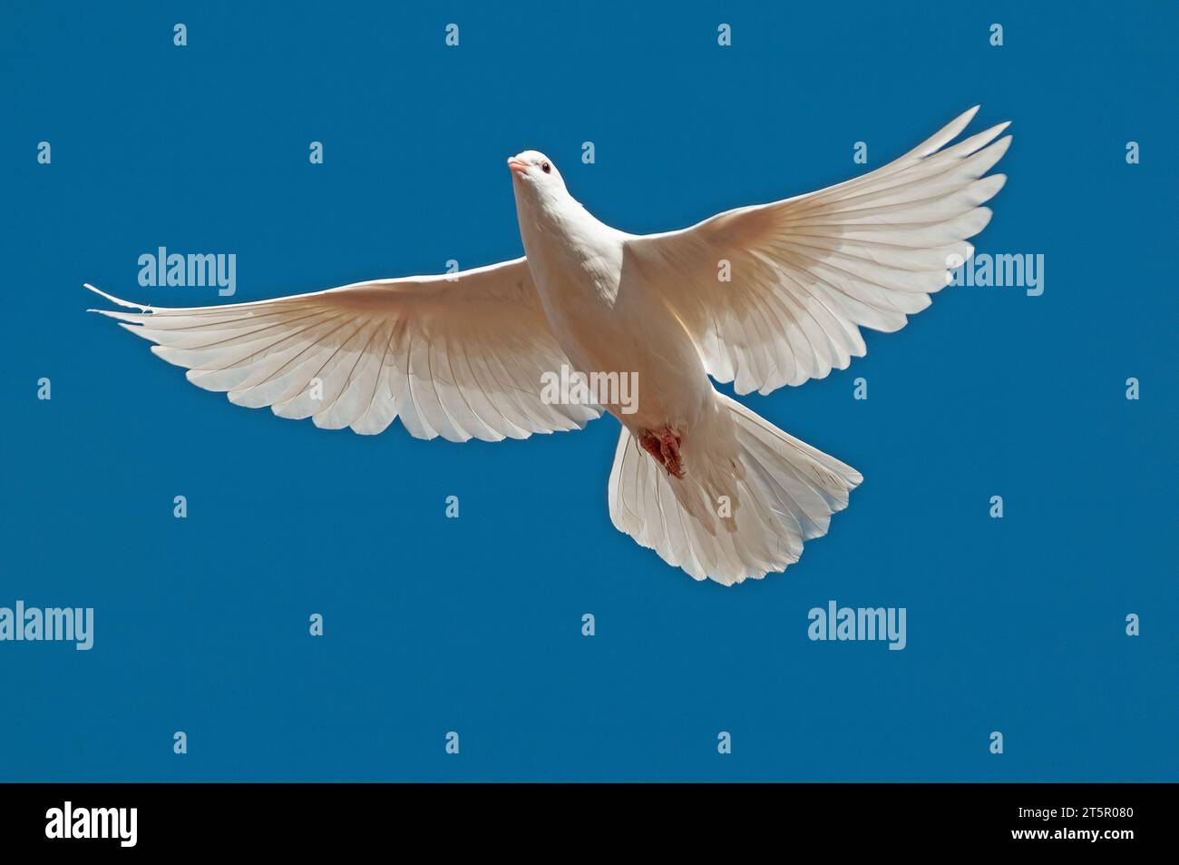 White peace dove flying free isolated on blue sky background Stock ...