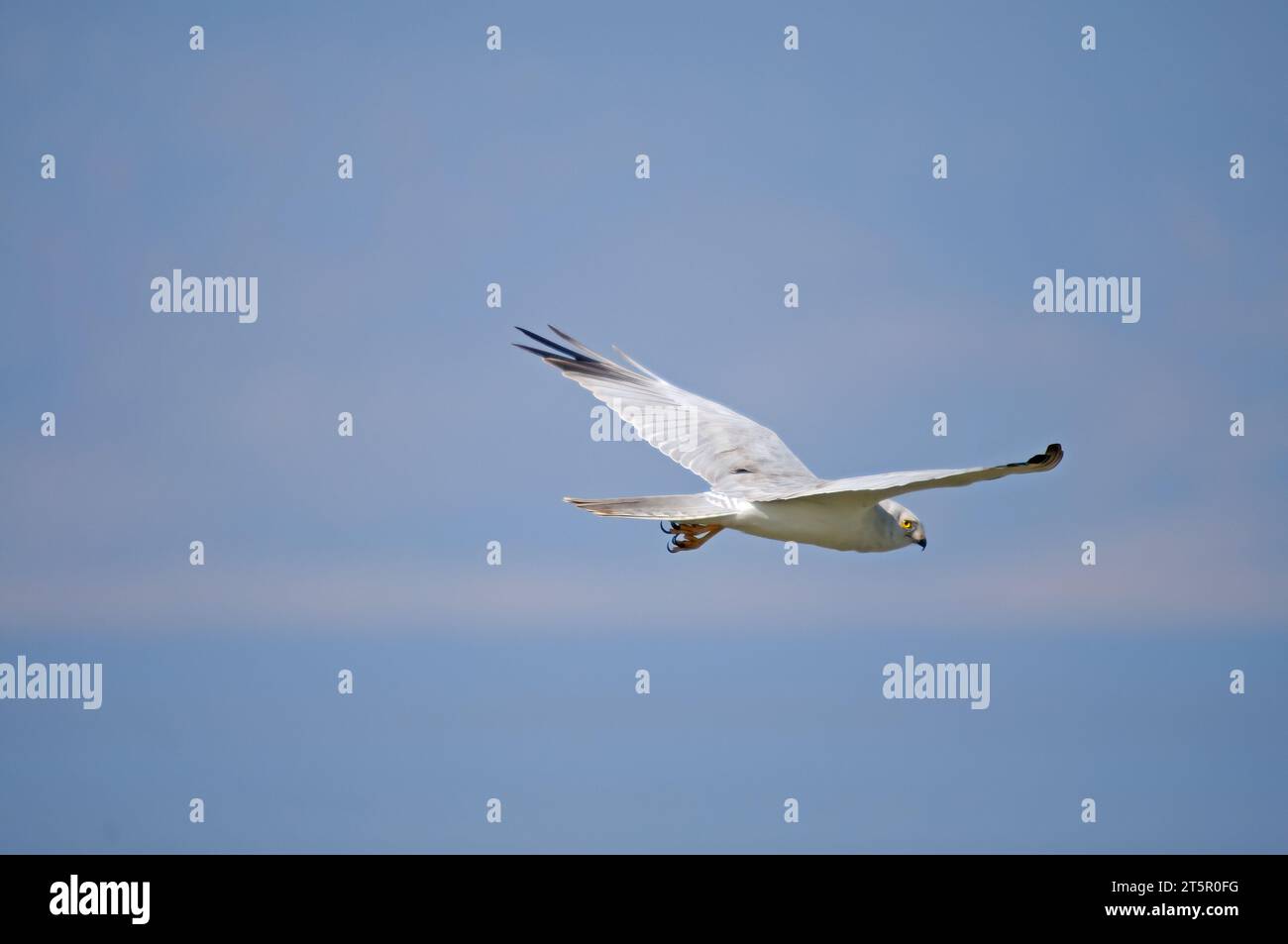 Hen Harrier (Circus cyaneus) photographed on the shore of Lake Burdur ...