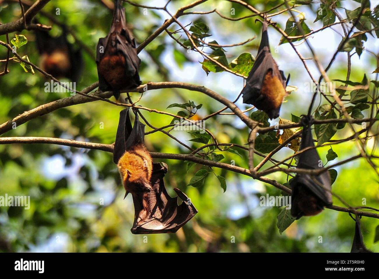 Nipah virus kerala bats hi-res stock photography and images - Alamy
