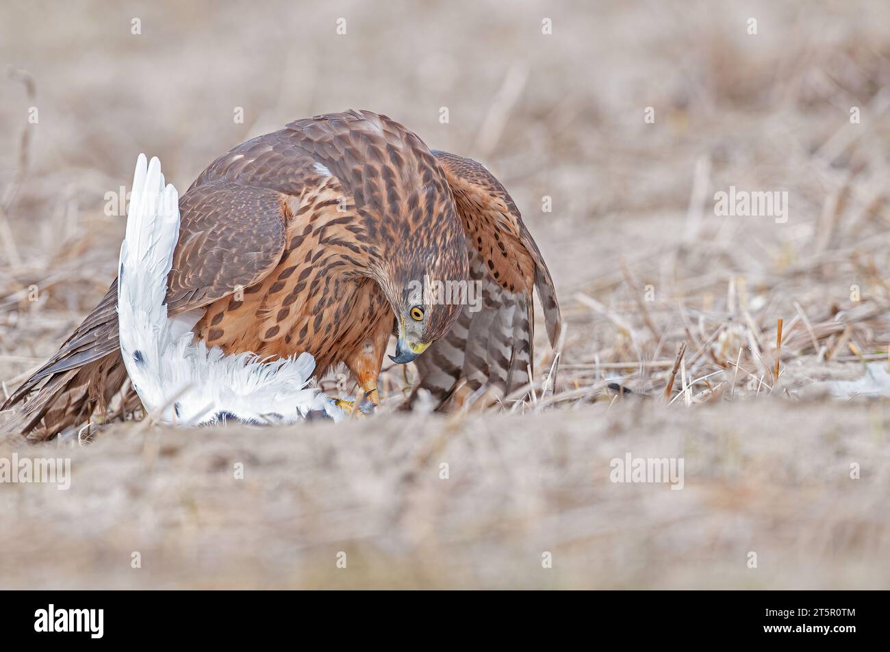 Wildlife scene from nature. Goshawk in yellow vegetation. Goshawk ...