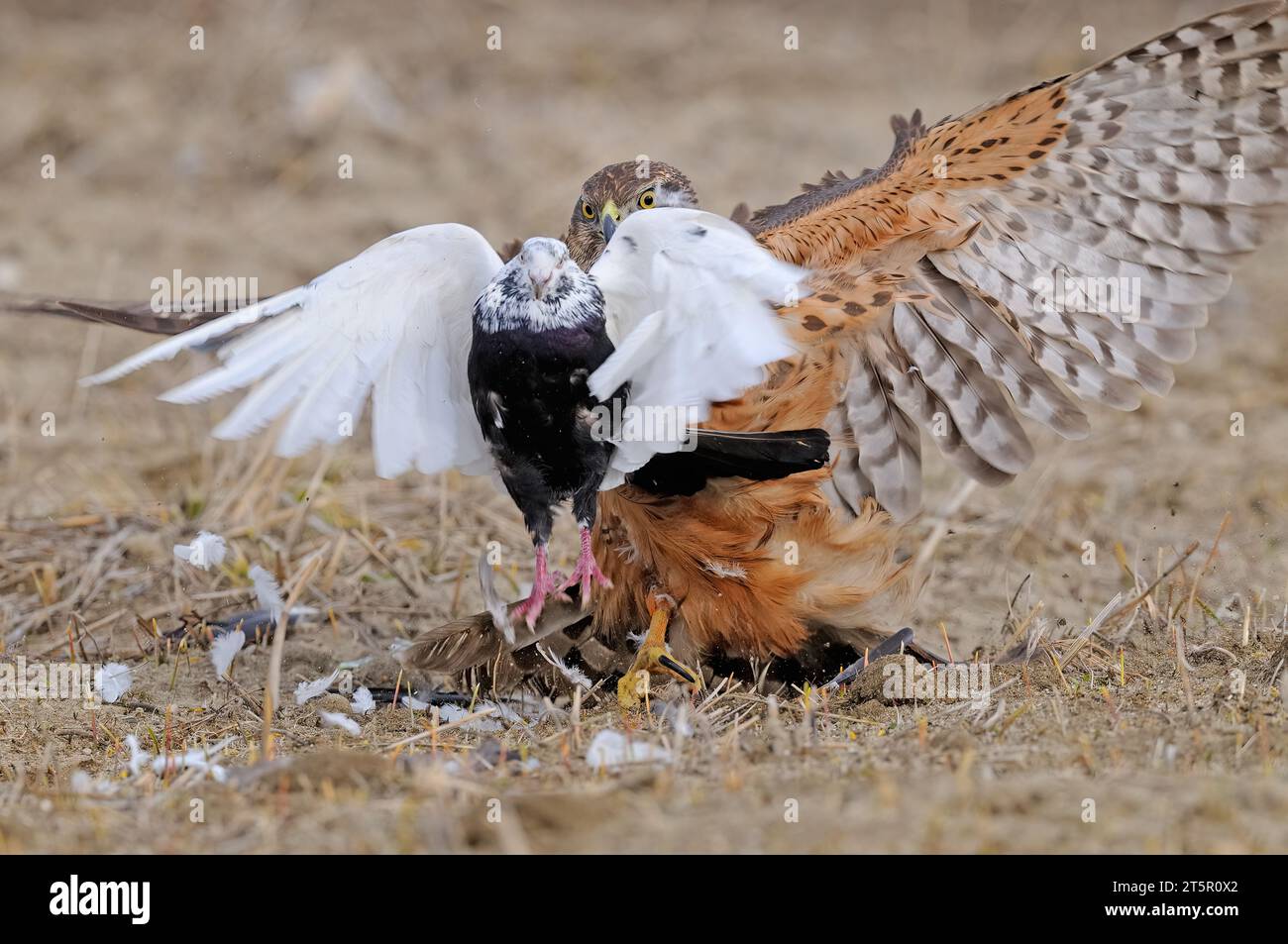 Wildlife scene from nature. Goshawk in yellow vegetation. Goshawk ...