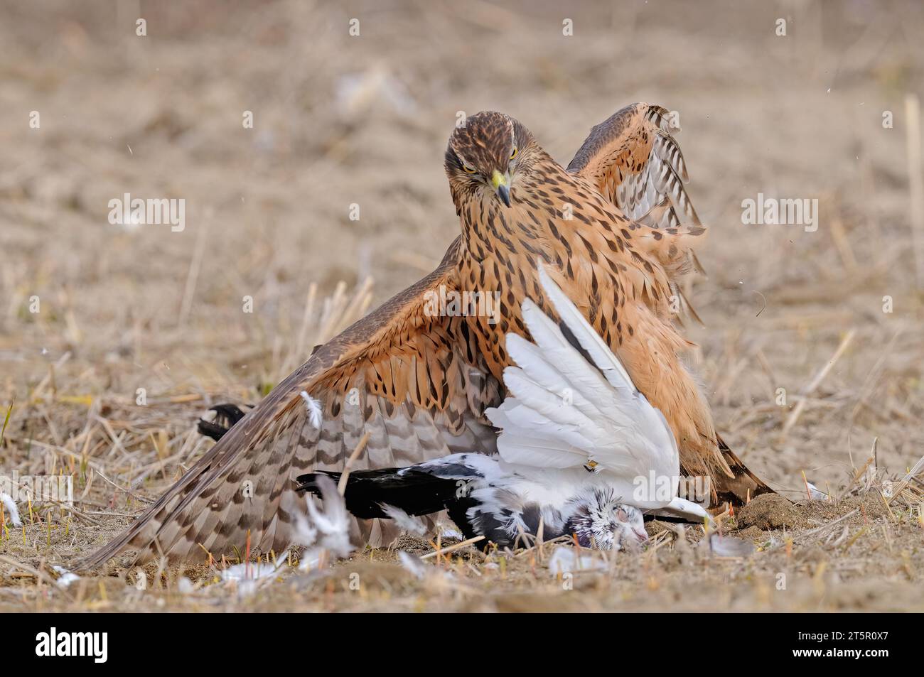 Wildlife scene from nature. Goshawk in yellow vegetation. Goshawk ...