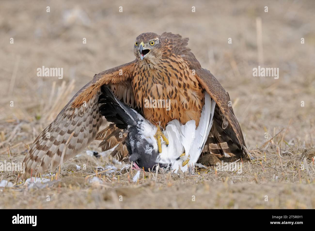 Wildlife scene from nature. Goshawk in yellow vegetation. Goshawk ...