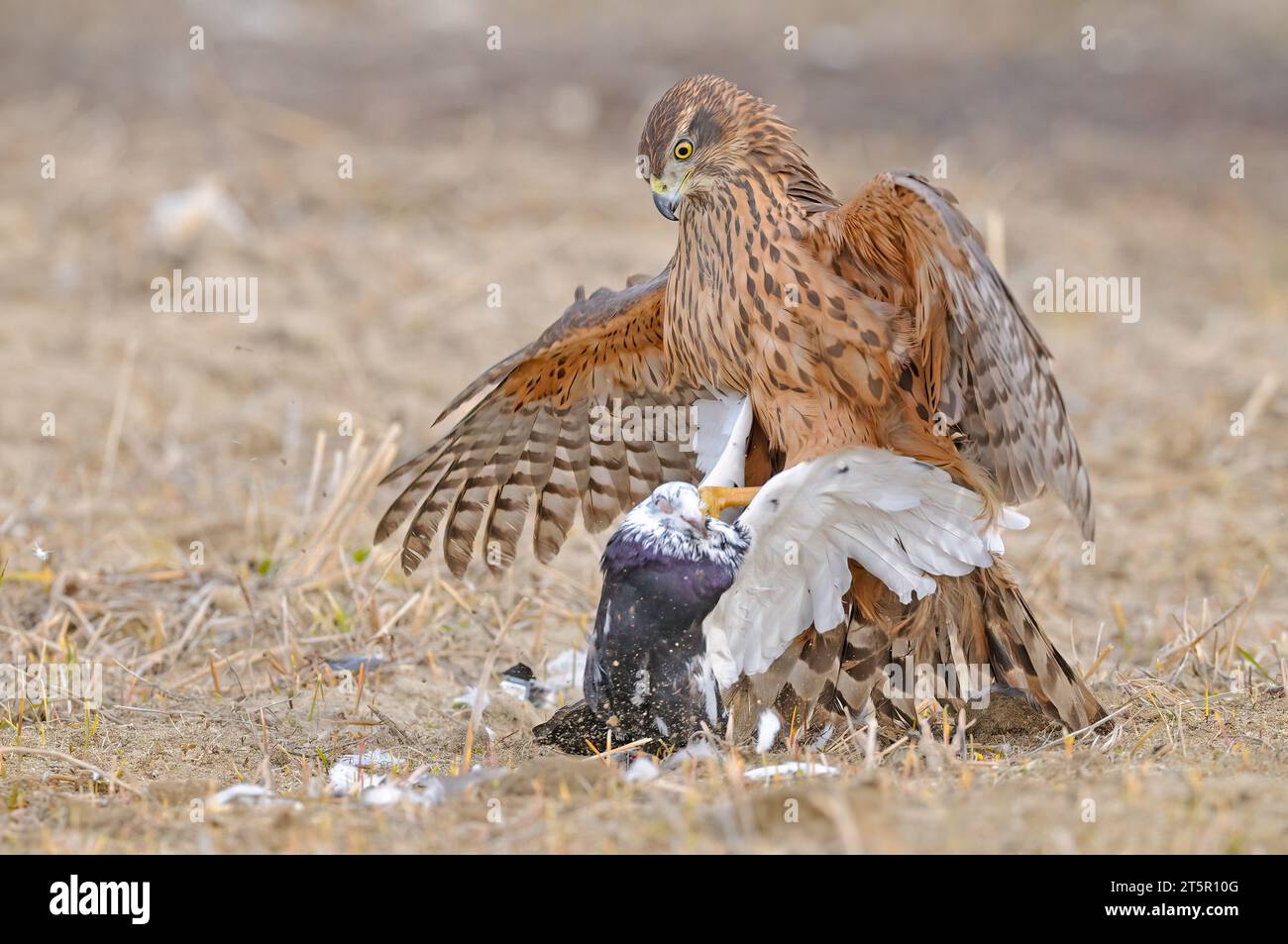 Wildlife scene from nature. Goshawk in yellow vegetation. Goshawk ...