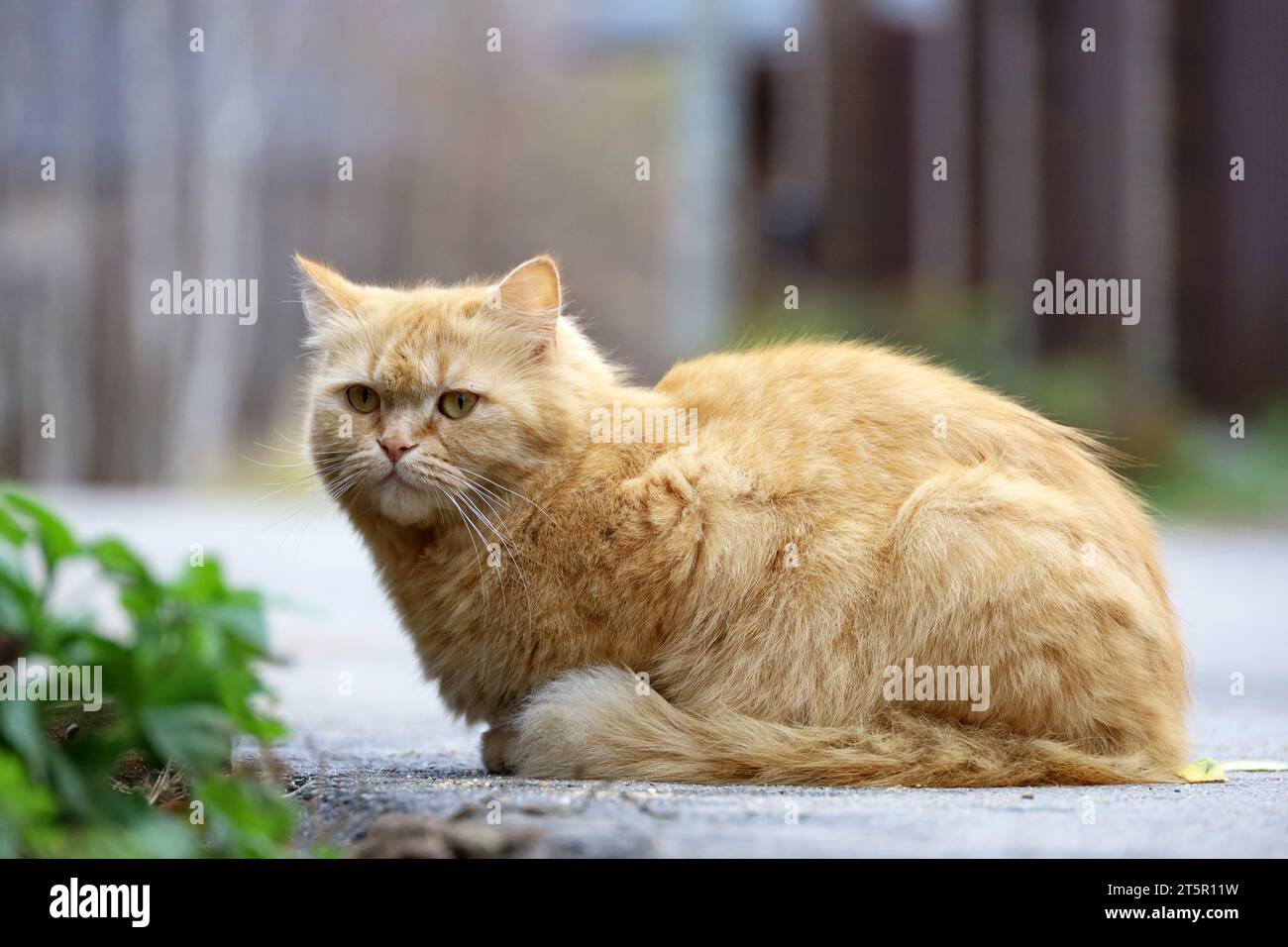 Red street cat on hi-res stock photography and images - Alamy