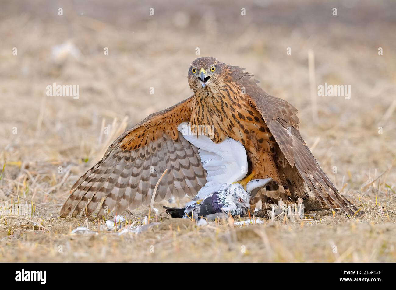 Wildlife scene from nature. Goshawk in yellow vegetation. Goshawk ...