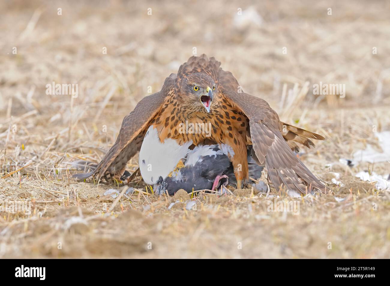 Wildlife scene from nature. Goshawk in yellow vegetation. Goshawk ...