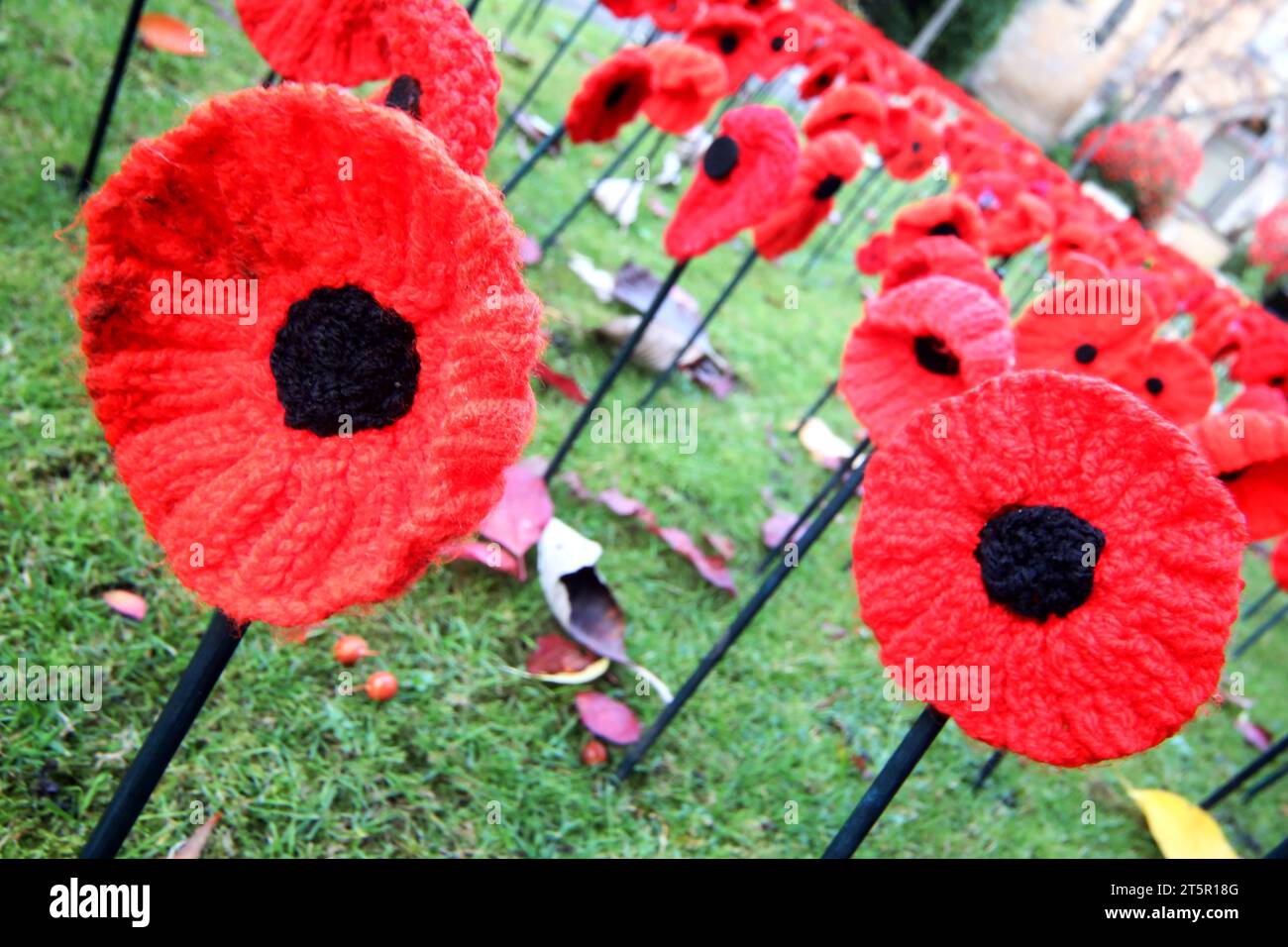 a display of knitted poppies commemorating remembrance day Stock Photo ...
