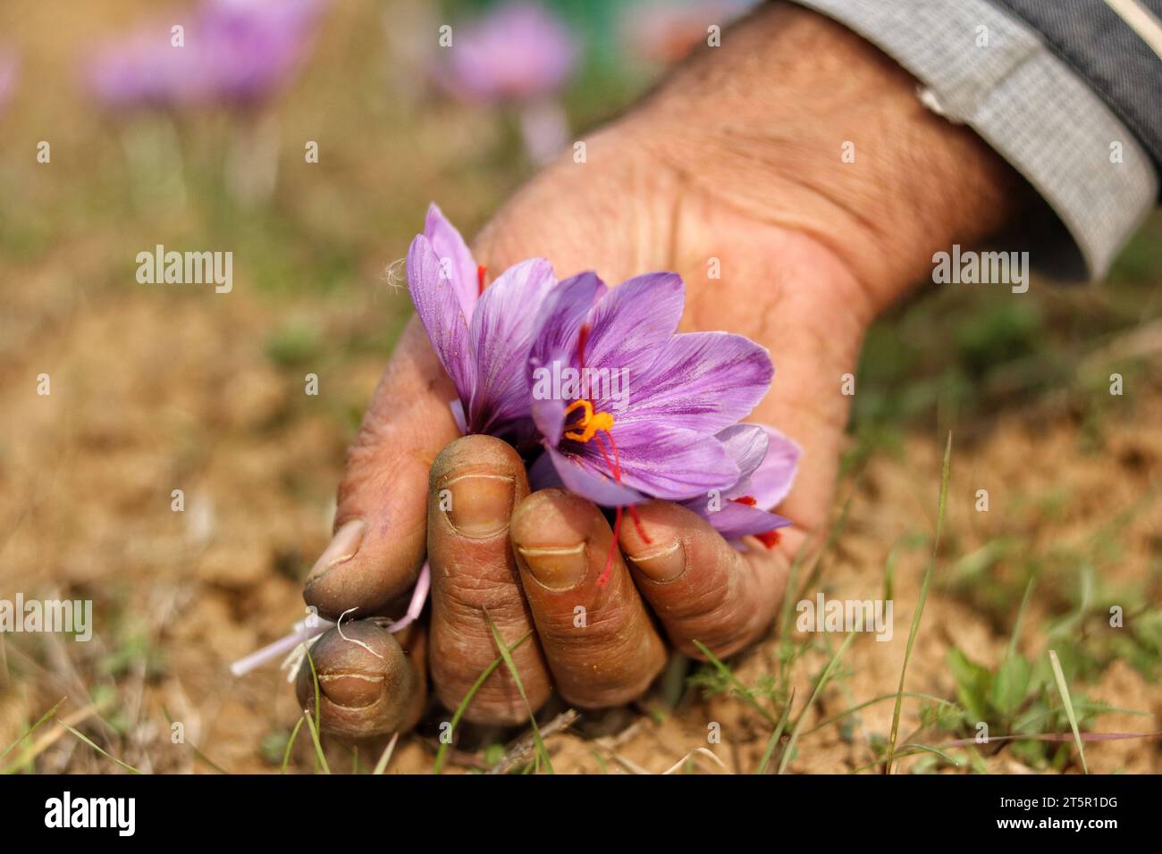 Srinagar Kashmir, India. 06th Nov, 2023. A man plucks saffron flowers ...