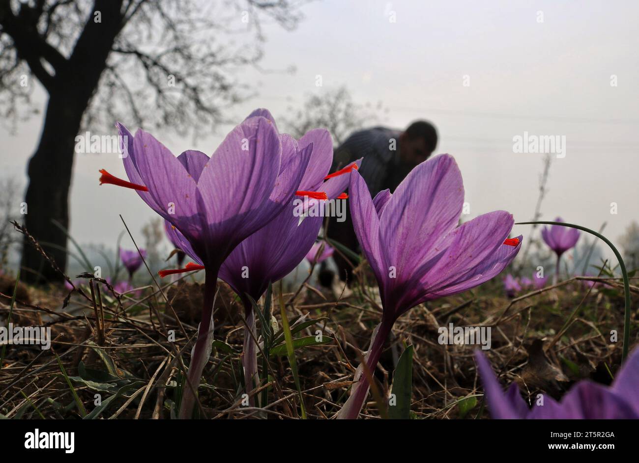 Srinagar Kashmir, India. 06th Nov, 2023. A close-up view of saffron ...