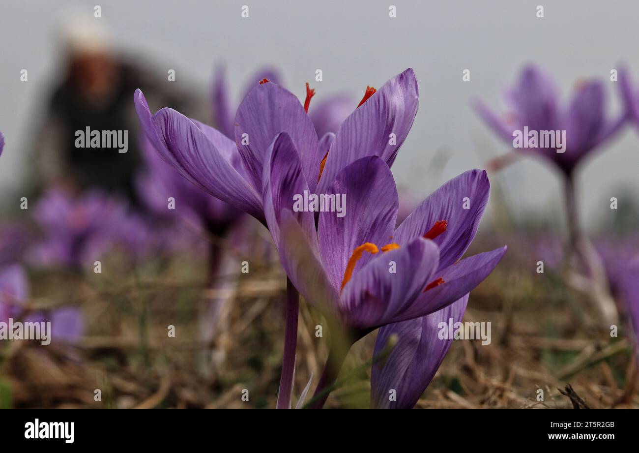 Srinagar Kashmir, India. 06th Nov, 2023. A close-up view of saffron ...