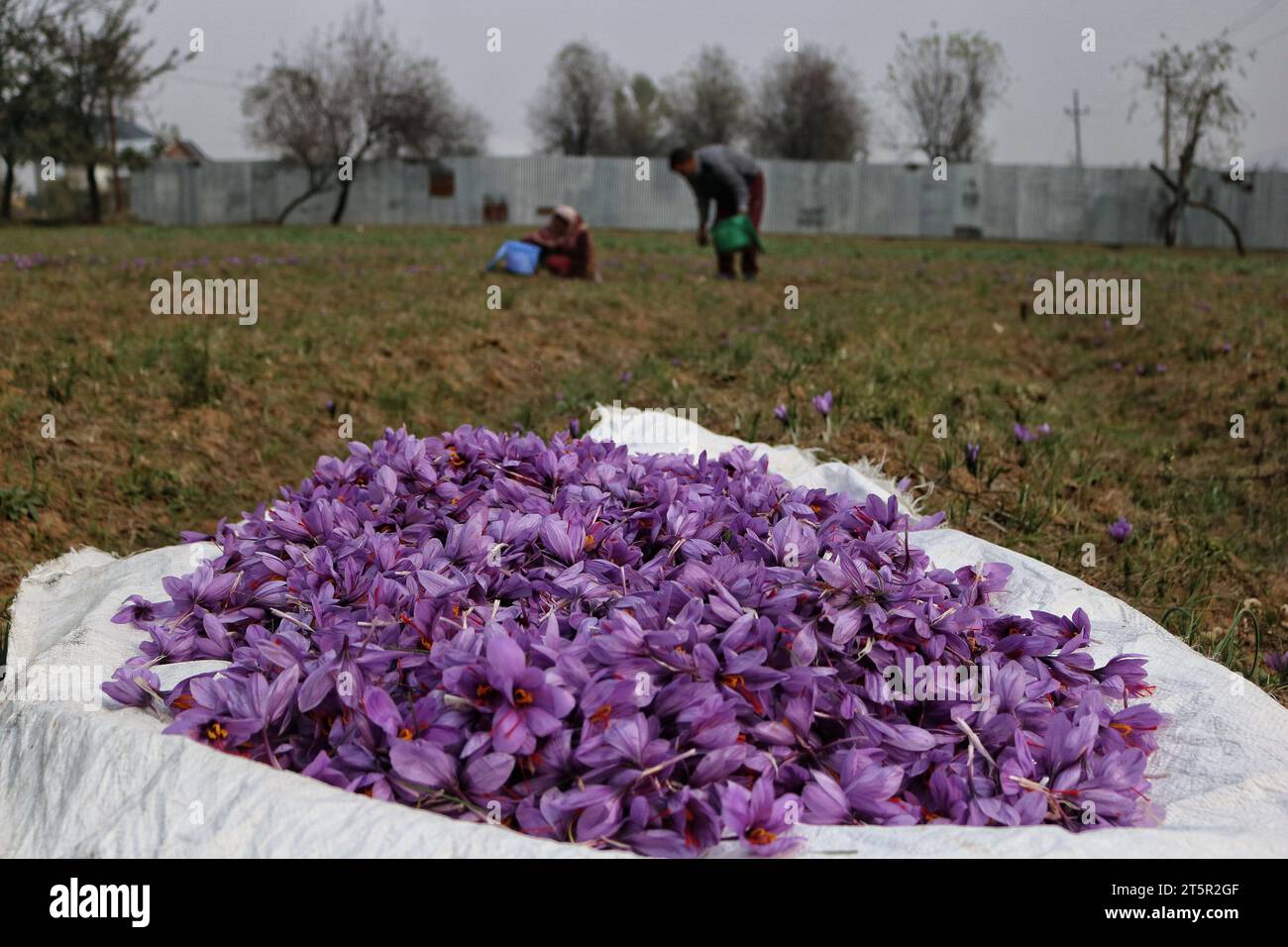 Srinagar Kashmir, India. 06th Nov, 2023. Saffron flowers are seen in a ...