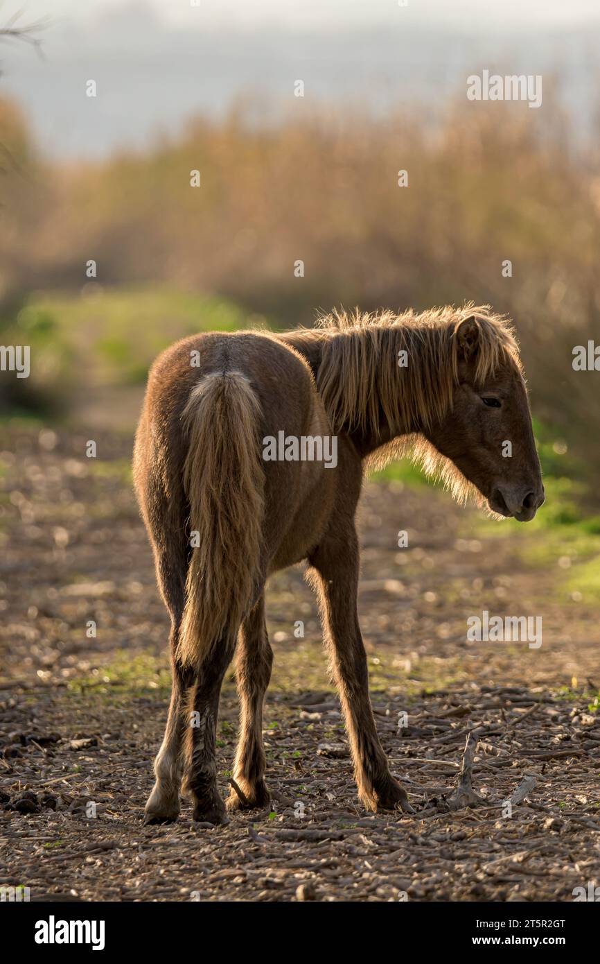 Sad looking horse hi-res stock photography and images - Alamy