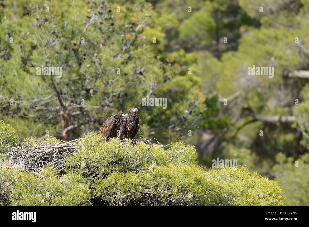 White-tailed Eagle chicks in the nest. Haliaeetus albicilla. White-tailed Eagle nest at the top ...