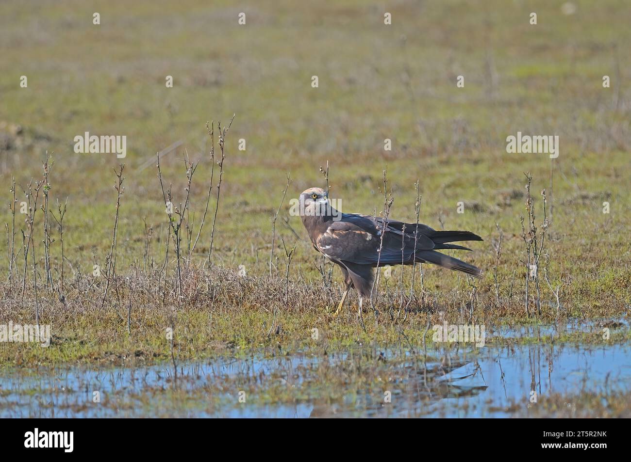 Western Marsh Harrier hunting in a wetland Stock Photo - Alamy