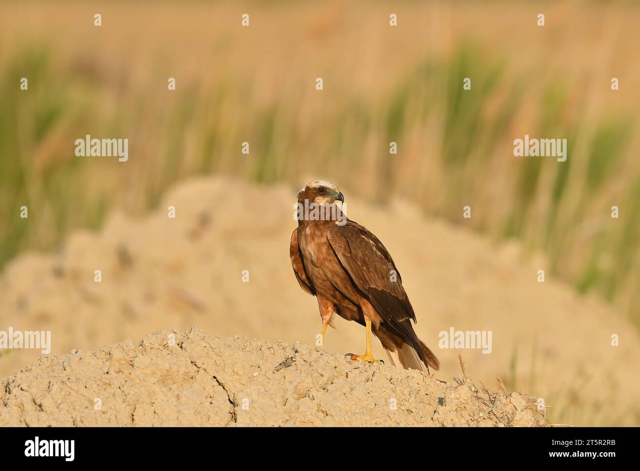 Male Western Marsh Harrier resting on the ground. Circus aeruginosus ...